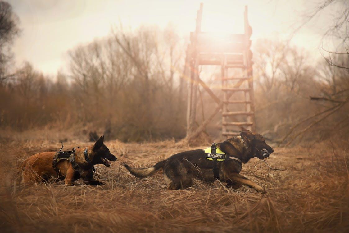 Comprehensive K9 Guide to Working Dog Breeds – INVIROX DOG TRAINING GEAR